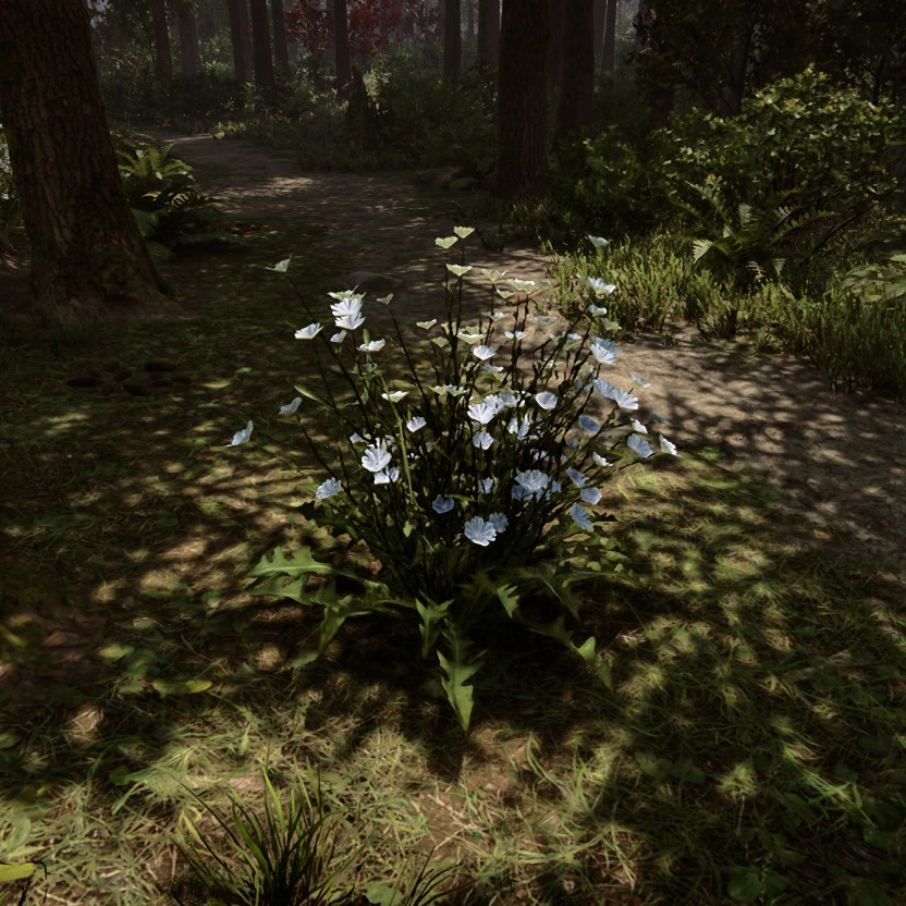 Цикорий SOTF | The Forest вики | Fandom