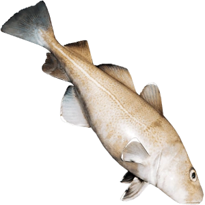 Рыба | The Forest вики | Fandom