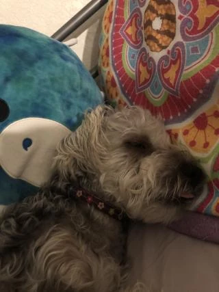 Mochi | The Freak Family Wiki | Fandom