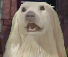 Consome Panchi | The Frollo Show Wiki | Fandom