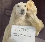 Consome Panchi | The Frollo Show Wiki | Fandom