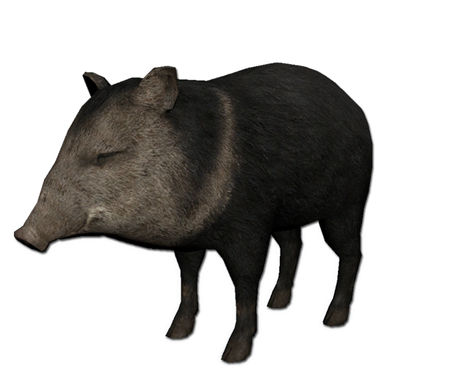 Pekari | The Futrionia Wiki | Fandom