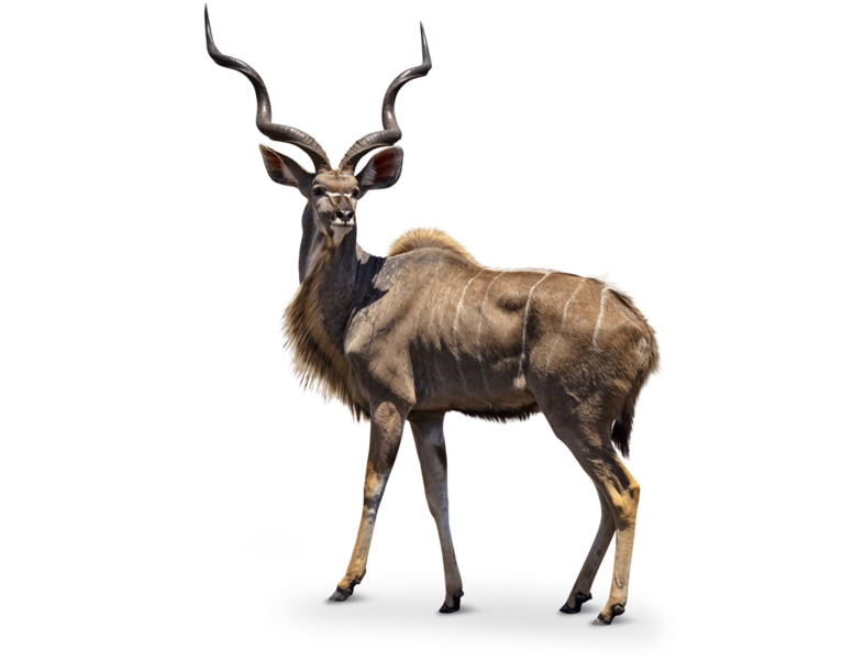 Kudu | The Futrionia Wiki | Fandom