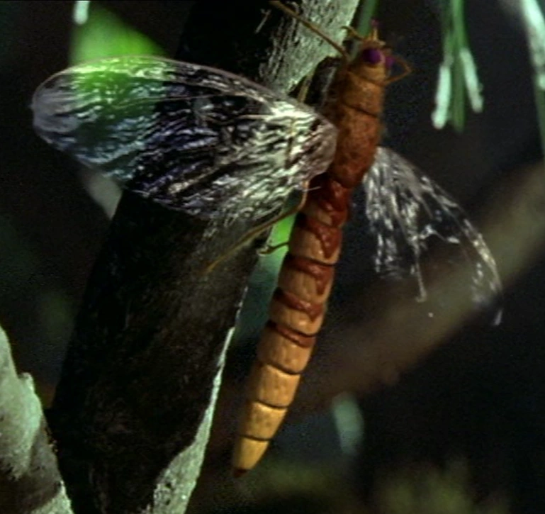 Falconfly | The Future is Wild Wiki | Fandom