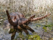 Bengal Swamp | The Future is Wild Wiki | Fandom