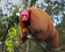 Bald uakari | The Future is Wild Wiki | Fandom