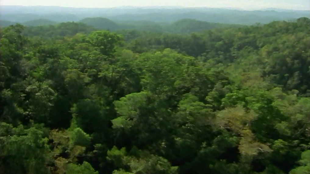 Amazon Rainforest | The Future is Wild Wiki | Fandom