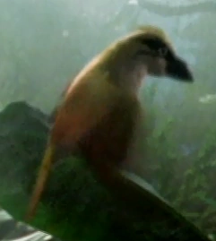 False spitfire bird | The Future is Wild Wiki | Fandom