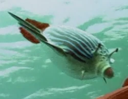 Reef glider | The Future is Wild Wiki | Fandom