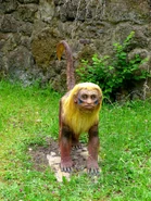 Babookari | The Future is Wild Wiki | Fandom