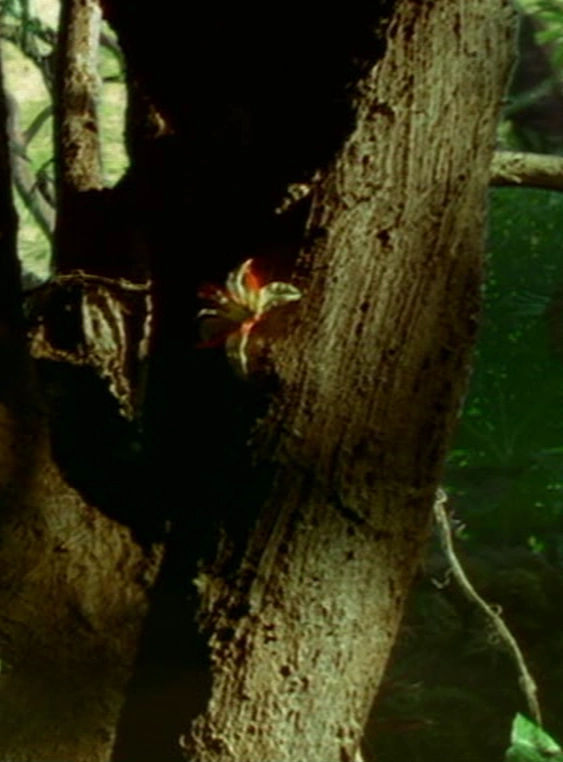 Spitfire tree | The Future is Wild Wiki | Fandom