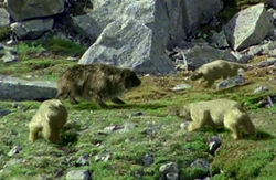 Snowstalker | The Future is Wild Wiki | Fandom