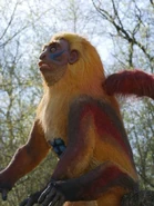 Babookari | The Future is Wild Wiki | Fandom