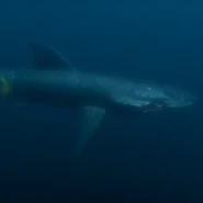 The Future is Wild Wiki | Fandom