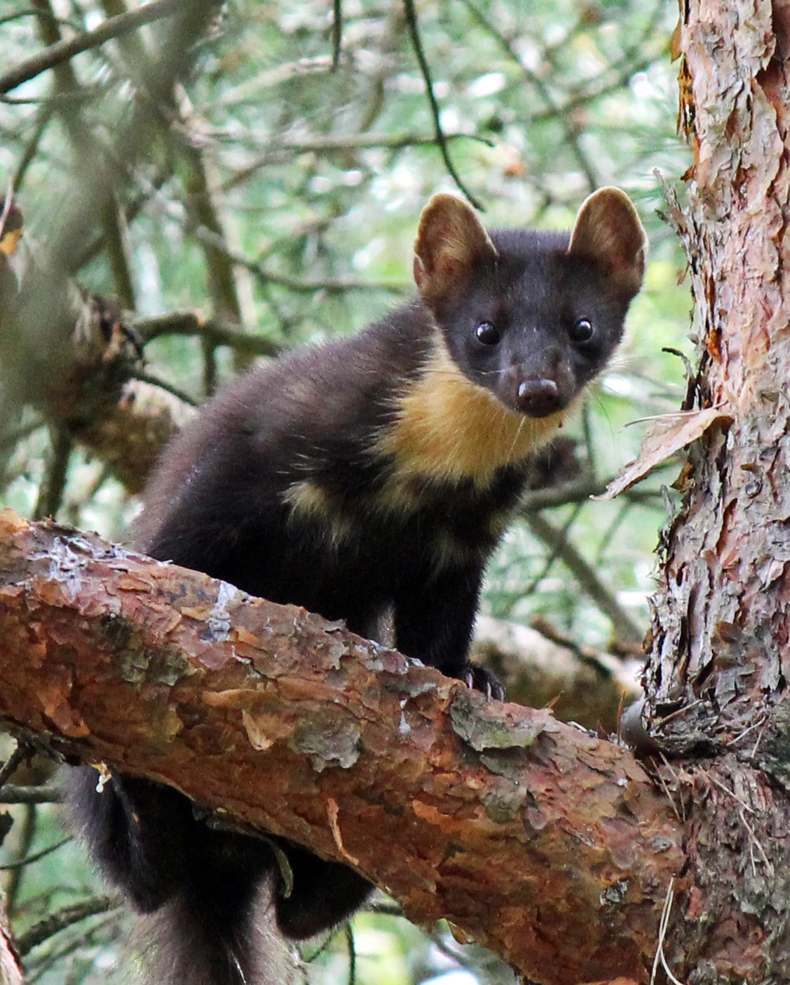 Pine marten | The Future is Wild Wiki | Fandom