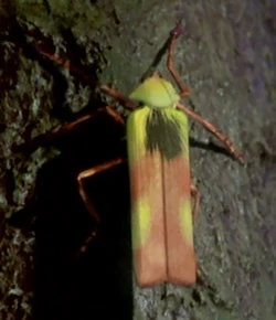 Spitfire beetle | The Future is Wild Wiki | Fandom