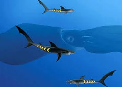 Sharkopath | The Future is Wild Wiki | Fandom