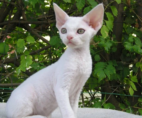 Pangur Ban | The Gaiam Wikia | Fandom