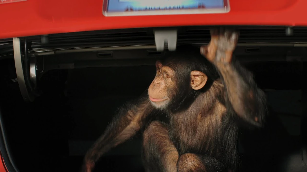 Trunk Monkey | The GAME Wiki | Fandom