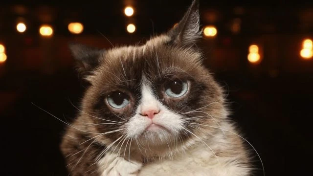 Grumpy Cat | The Giant Memeverse Wiki | Fandom