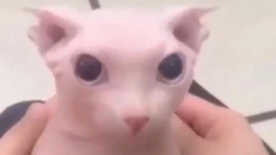 Bingus | The Giant Memeverse Wiki | Fandom