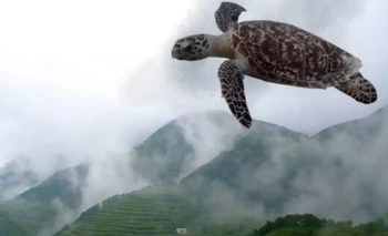 Floating Turtle | The giants Trevor Henderson creations Wiki | Fandom