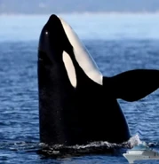 Dinowater creations | The giants Trevor Henderson creations Wiki | Fandom