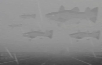 Aircraft Cod | The giants Trevor Henderson creations Wiki | Fandom