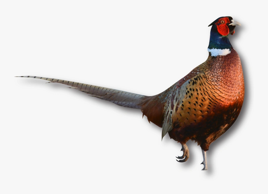 Pheasant | The Grand Adventure of Disney Wiki | Fandom