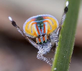 Maratus volans | The Great Animal Wiki | Fandom
