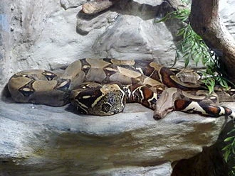 Boa Constrictor | The Great Animal Wiki | Fandom
