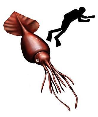 Colossal Squid | The Great Animal Wiki | Fandom