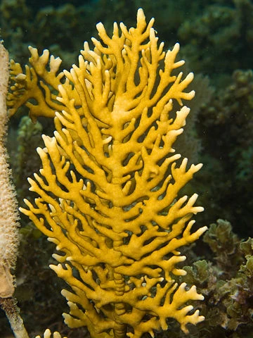 Sea Ginger | The Great Animal Wiki | Fandom