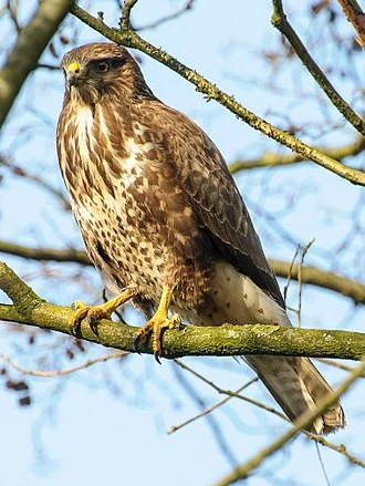 Common Buzzard | The Great Animal Wiki | Fandom