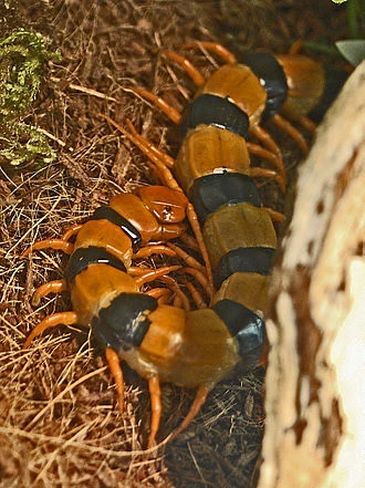 Indian Tiger Centipede | The Great Animal Wiki | Fandom