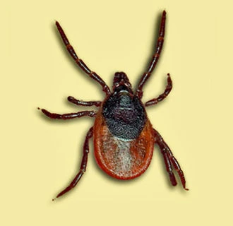 Taiga Tick | The Great Animal Wiki | Fandom
