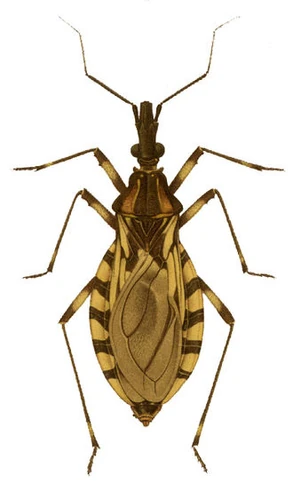 Triatoma brasiliensis | The Great Animal Wiki | Fandom