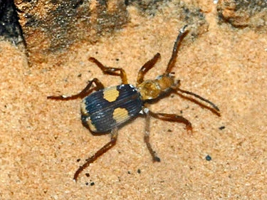Pheropsophus africanus | The Great Animal Wiki | Fandom