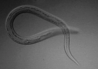 New World Hookworm | The Great Animal Wiki | Fandom