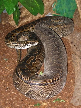 African Rock Python | The Great Animal Wiki | Fandom