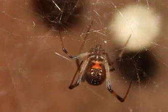 Latrodectus antheratus | The Great Animal Wiki | Fandom