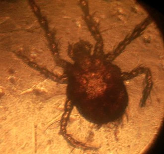 Autumn Chigger | The Great Animal Wiki | Fandom