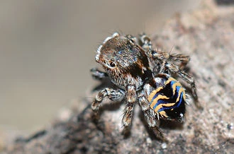Maratus spicatus | The Great Animal Wiki | Fandom