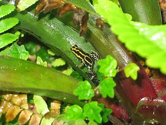 Splash-back Poison Frog | The Great Animal Wiki | Fandom