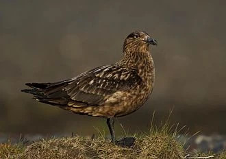 Great Skua | The Great Animal Wiki | Fandom