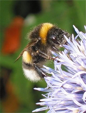 Northern White-tailed Bumblebee | The Great Animal Wiki | Fandom