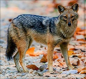 Melanistic Jackal
