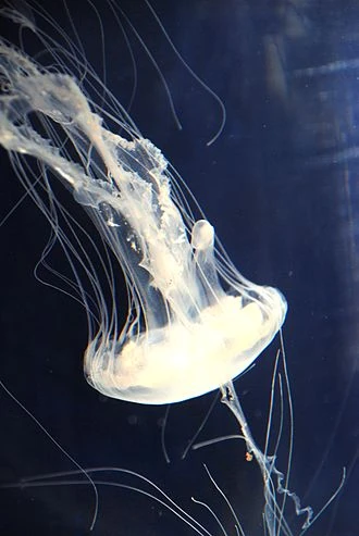 Atlantic Sea Nettle | The Great Animal Wiki | Fandom