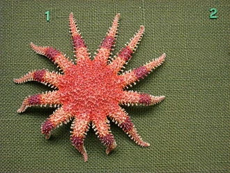 Common Sunstar | The Great Animal Wiki | Fandom