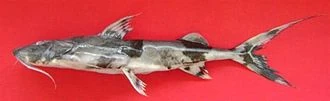 Devil Catfish | The Great Animal Wiki | Fandom
